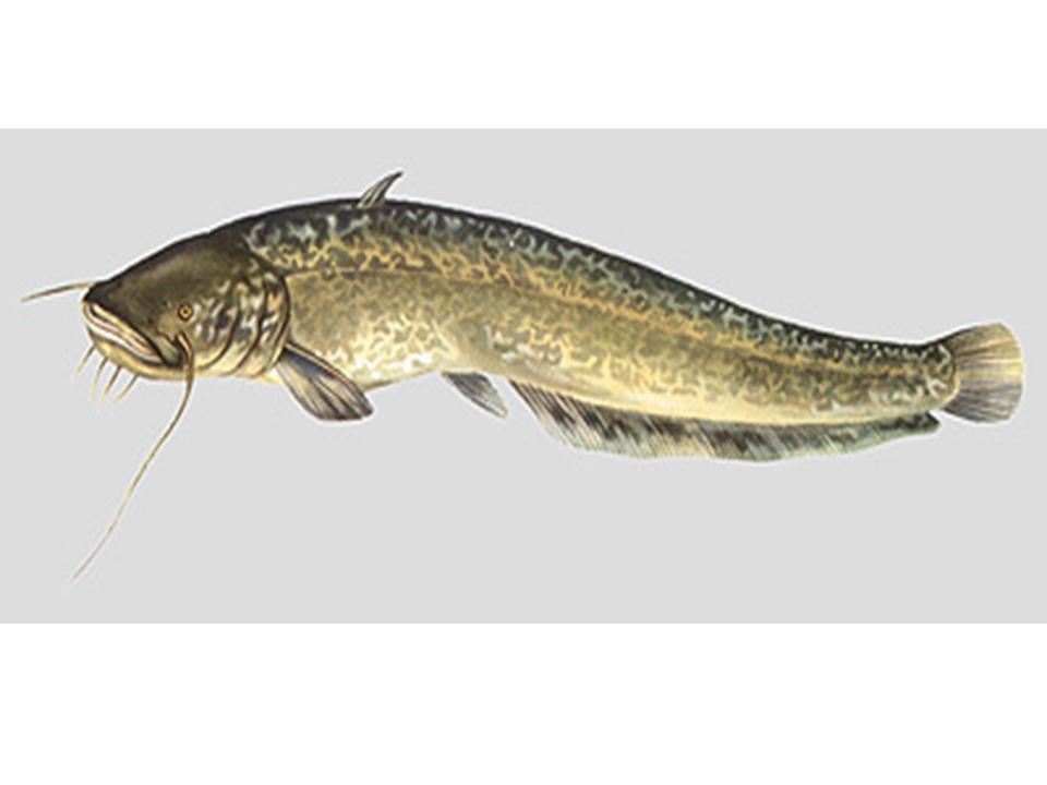 Sumec velký :: RYBÁŘSKÉ SDRUŽENÍ ZÁJEZDEK