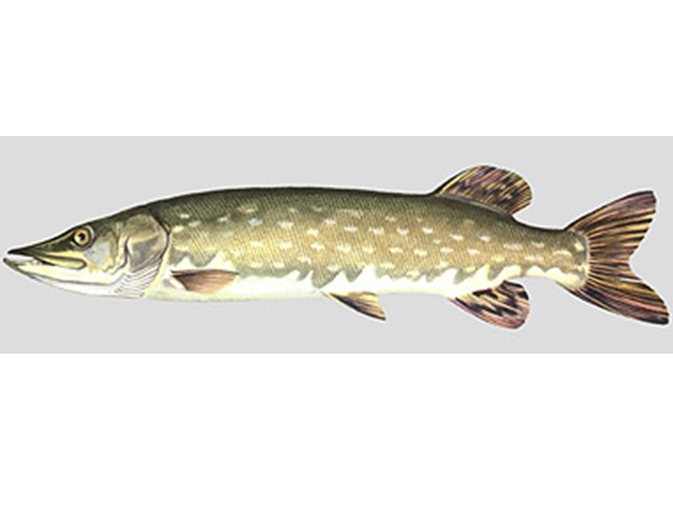 Štika obecná :: RYBÁŘSKÉ SDRUŽENÍ ZÁJEZDEK